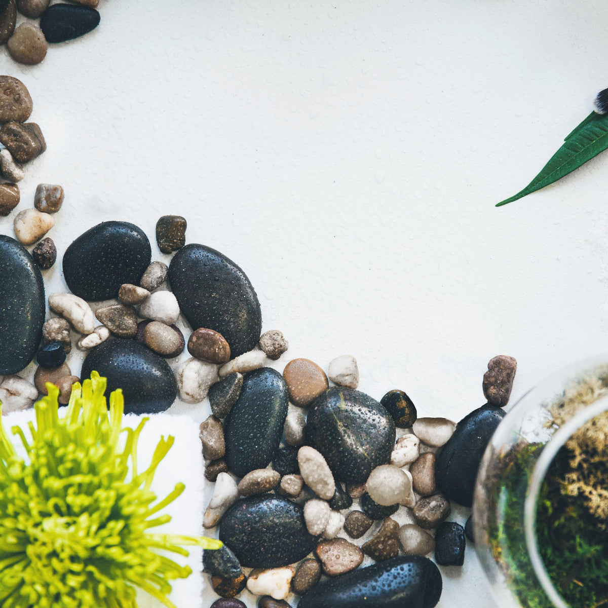 Seeds of Inspiration Collection – Ase Origins